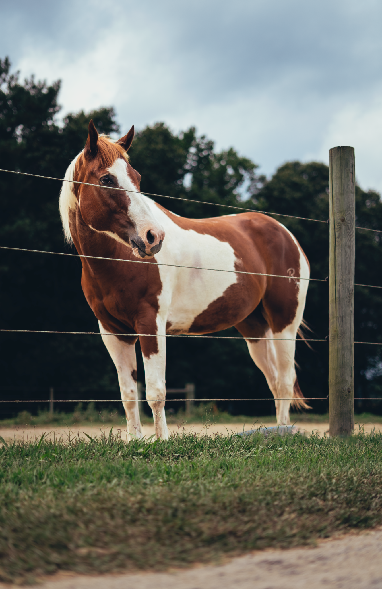 Rusted Star Ranch in Berlin | #MemberSpotlight – Maryland Farm Bureau